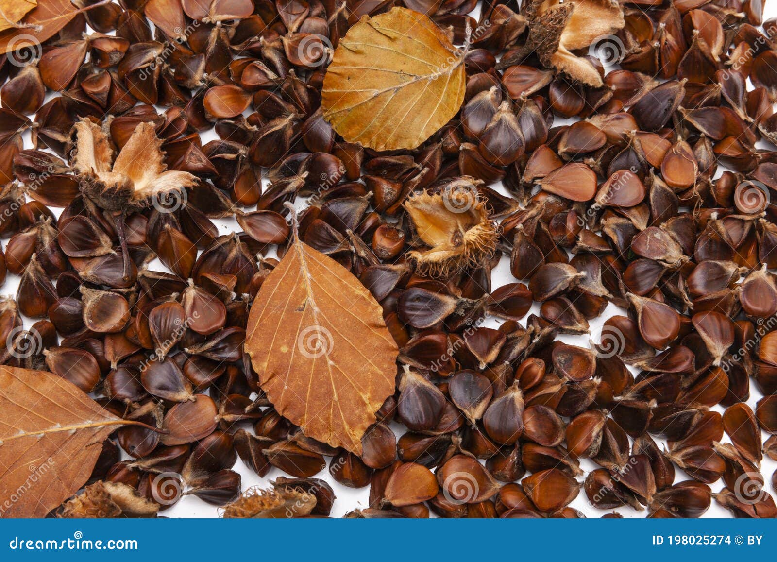 Beech nuts stock photo. Image of nutritious, floor, background - 198025274