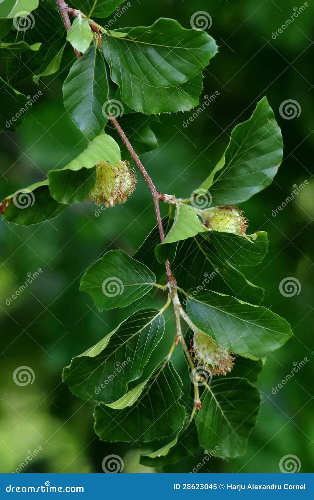 Beech nuts and leaves stock image. Image of shell, leaf - 28623045