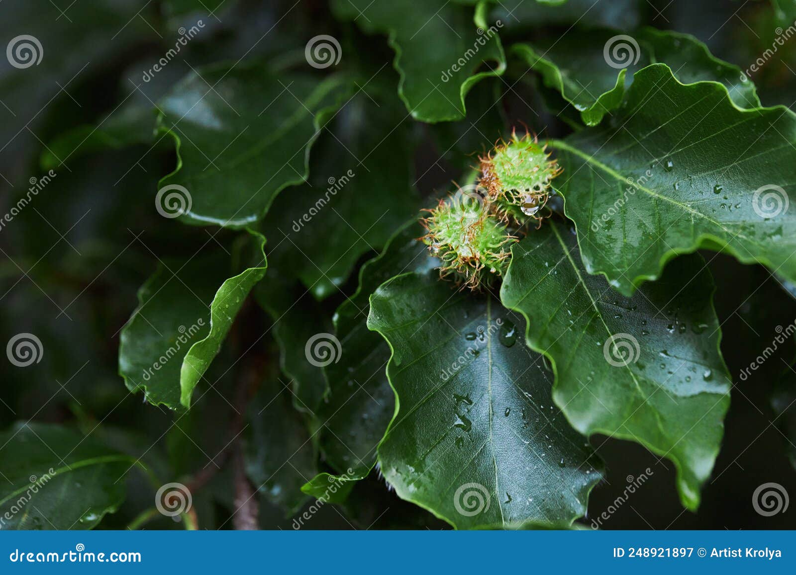 Beech Nuts in the Pod, Beech Fagus Sylvatica. Stock Image - Image of ...
