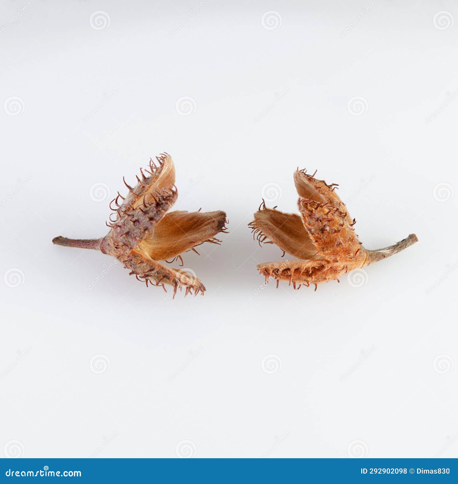 Beech Nuts and Seed Pod on White Background Stock Photo - Image of ...
