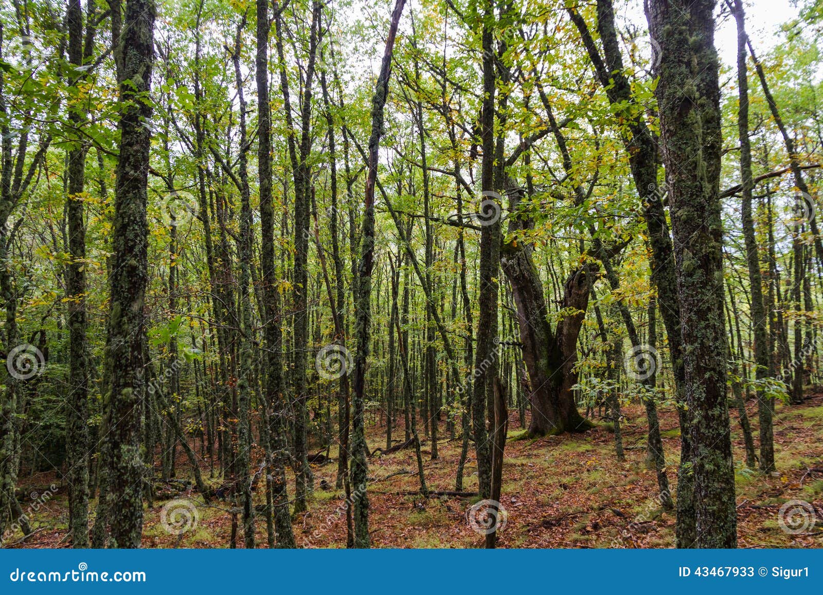 Beech and Oak Forest in Autumn Stock Image - Image of environment ...