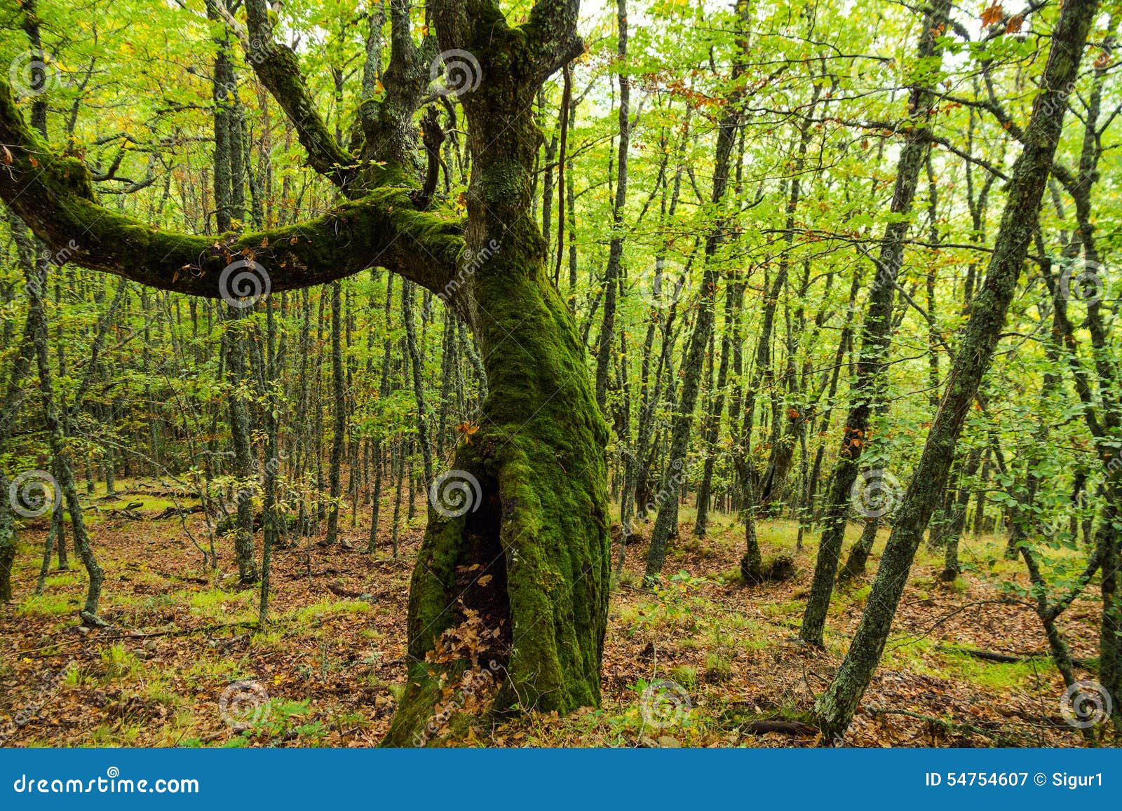 Beech and Oak Forest stock image. Image of outside, natural - 54754607