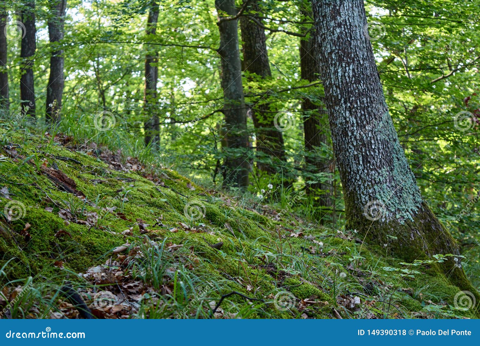 Beech and Oak Trees at Mossy Downhill in Forest Stock Photo - Image of ...