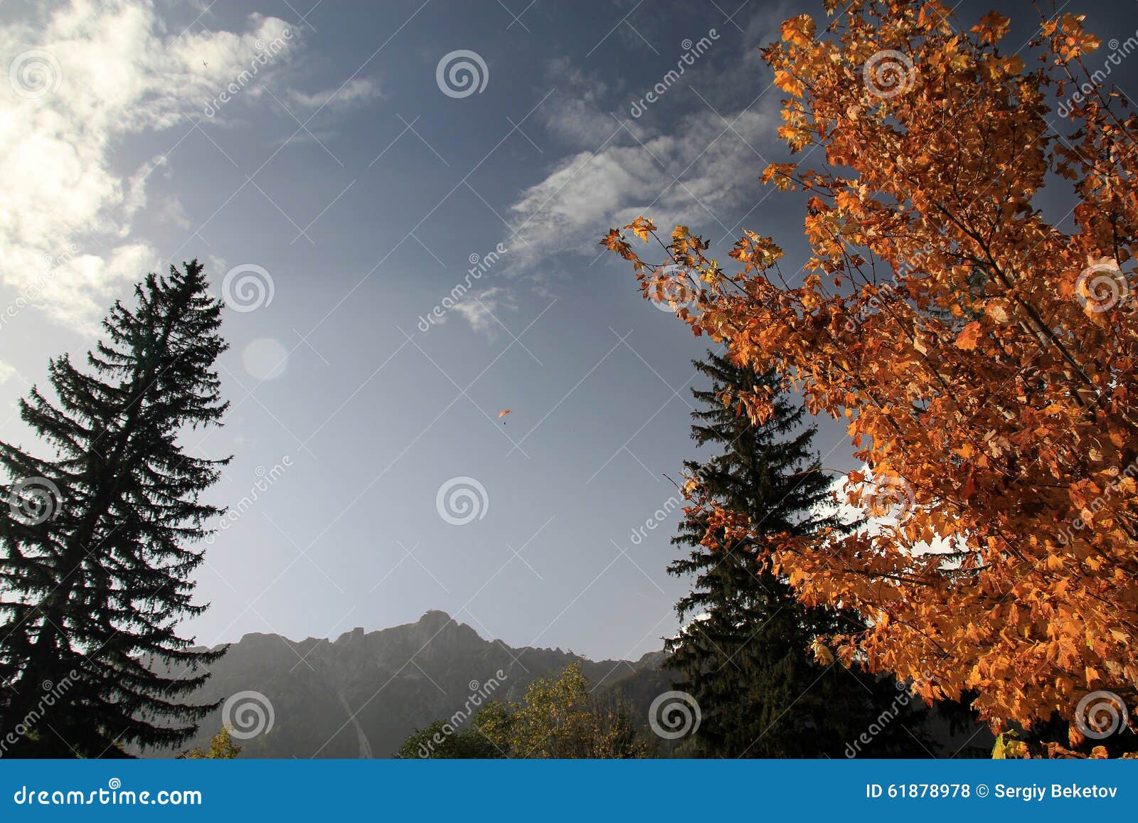 Beech and Pine Trees in Chamonix, France in Autumn Stock Photo - Image ...