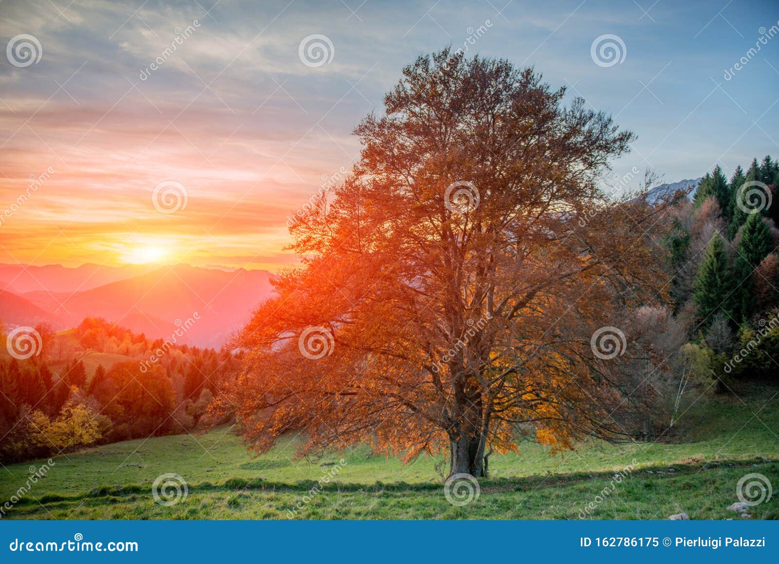 Beech Plant with Falling Leaves Stock Image - Image of root, leaf ...