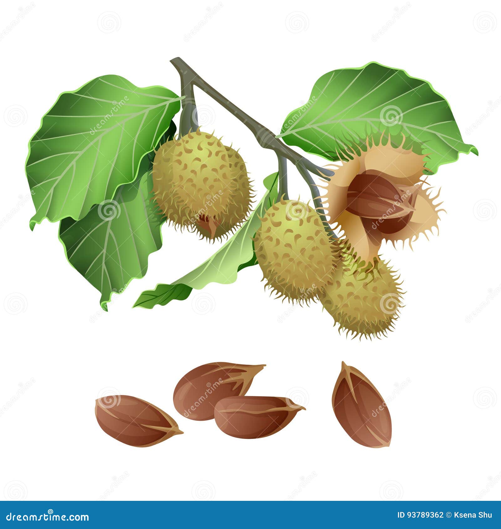 Beech plant and nuts stock vector. Illustration of kitchen - 93789362
