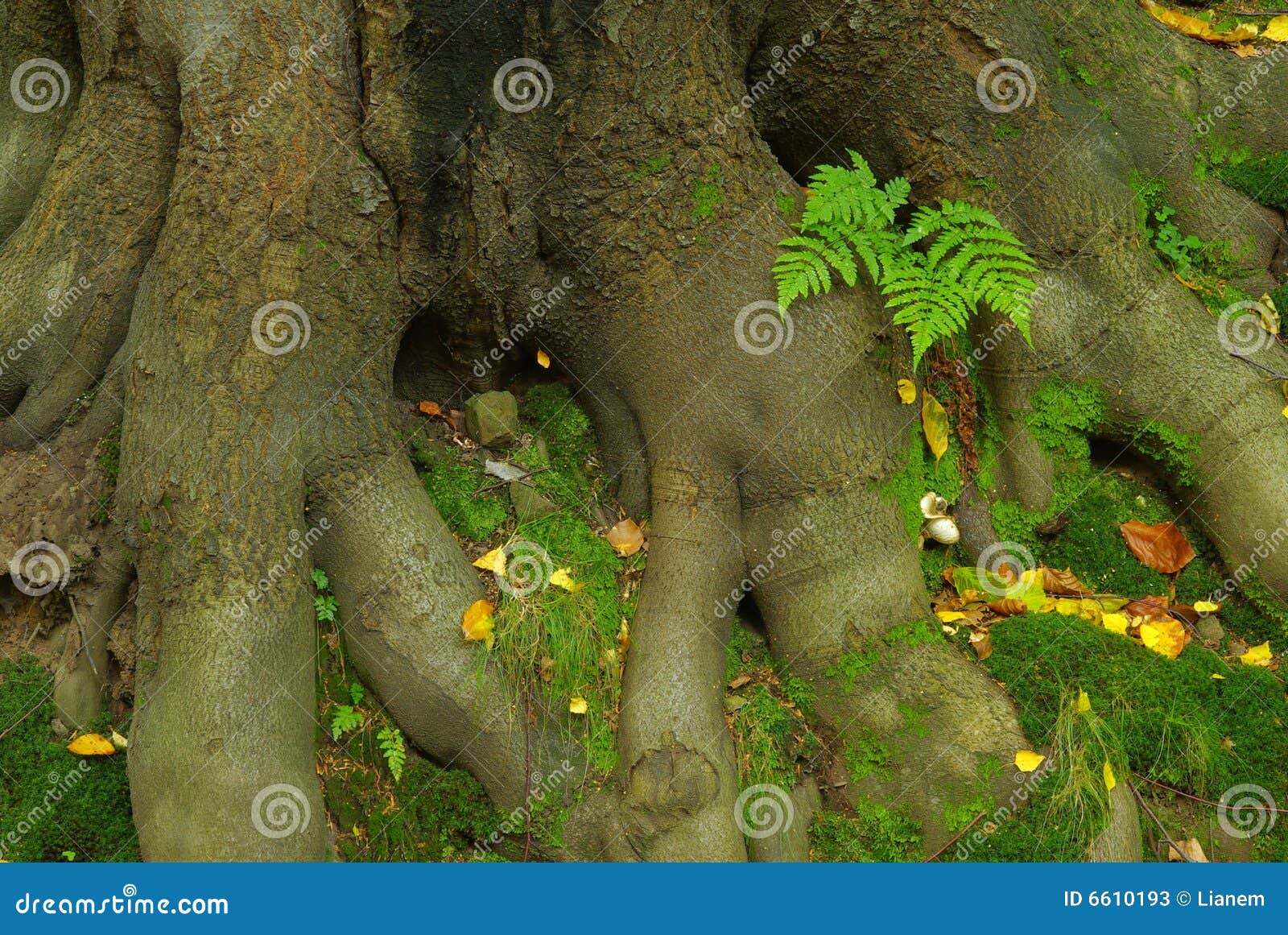 Beech root 02 stock image. Image of trunk, root, wild - 6610193