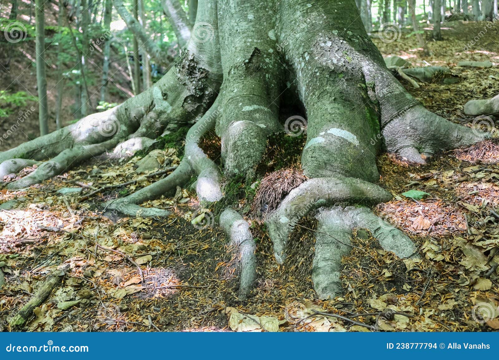 Beech roots stock photo. Image of leaf, root, botany - 238777794