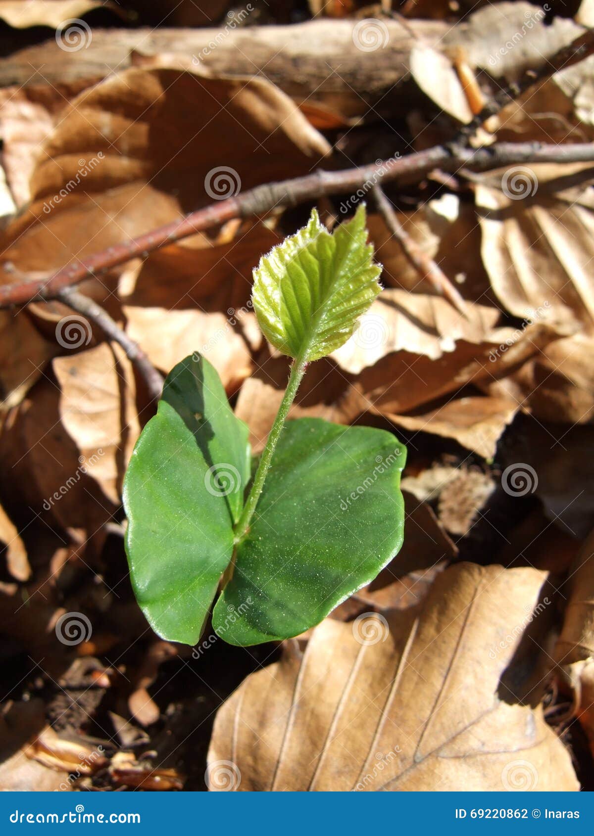 Beech Sapling (Fagus Sylvatica) among Fallen Beech Leaves Stock Photo ...