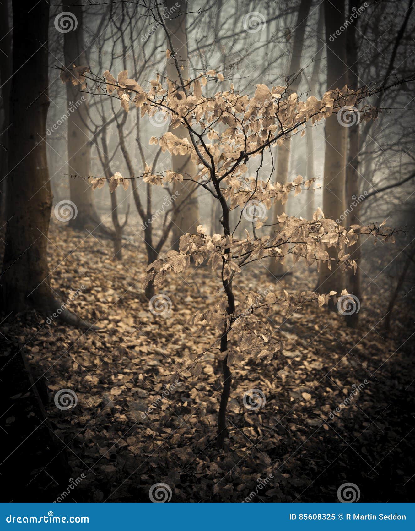 Beech sapling in wood stock image. Image of fagus, dark - 85608325