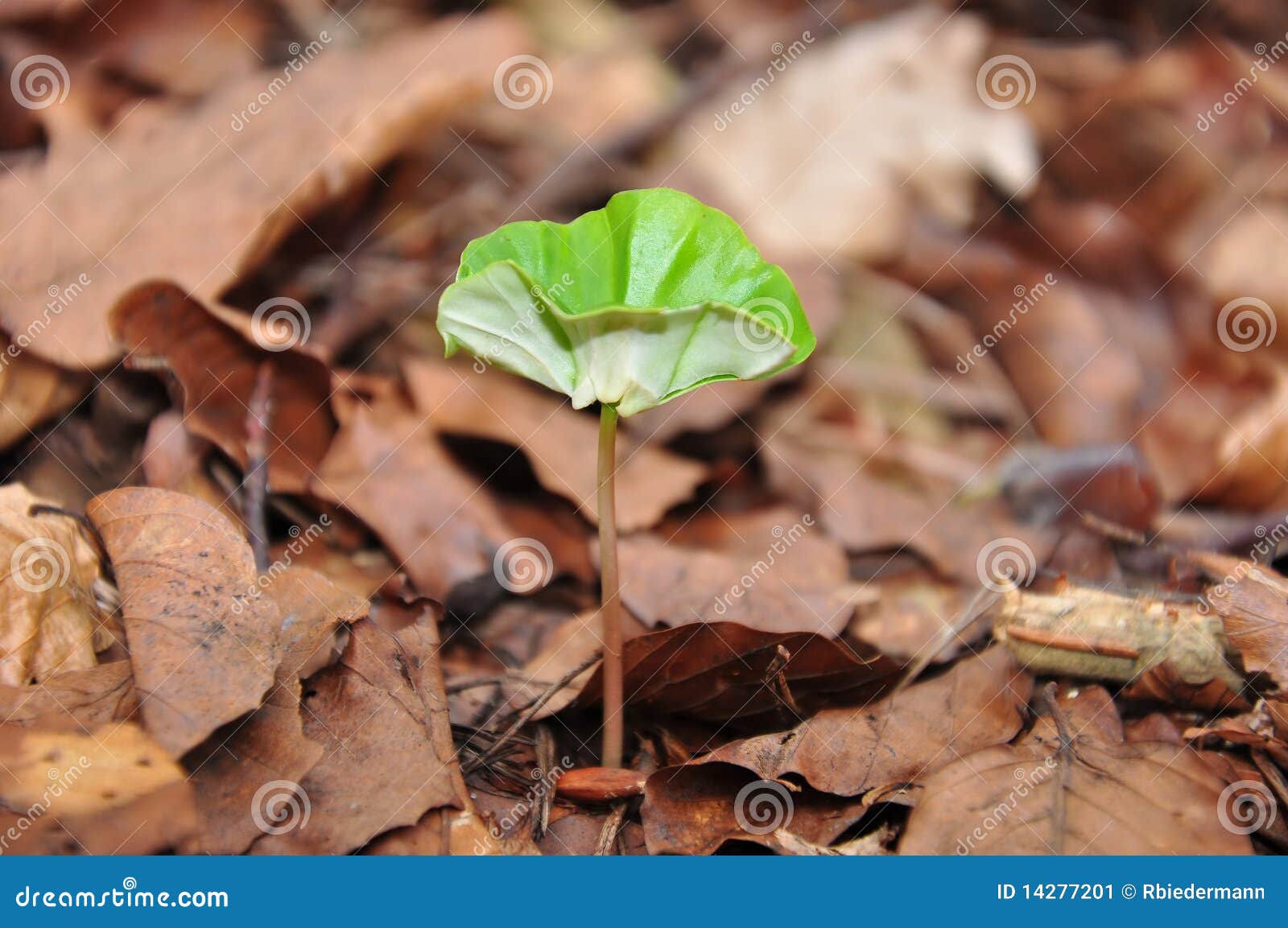 Beech seedling stock image. Image of emerge, seedling - 14277201