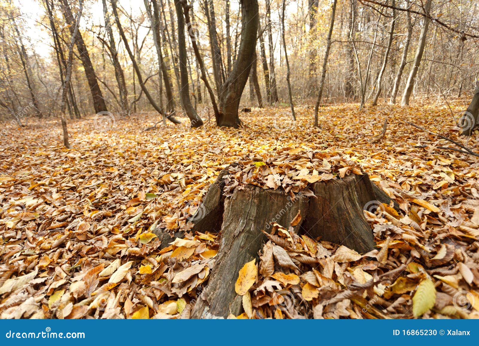 Beech stump in the forest stock photo. Image of wood - 16865230