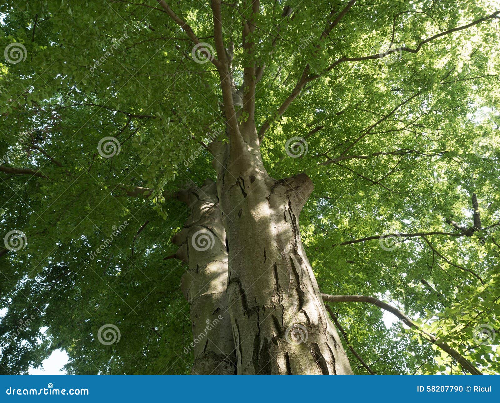 Beech in summer stock photo. Image of monument, trunk - 58207790