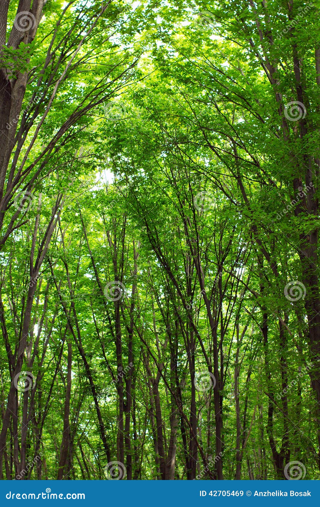 Beech Tall Green Trees in Summer Forest Stock Image - Image of frame ...