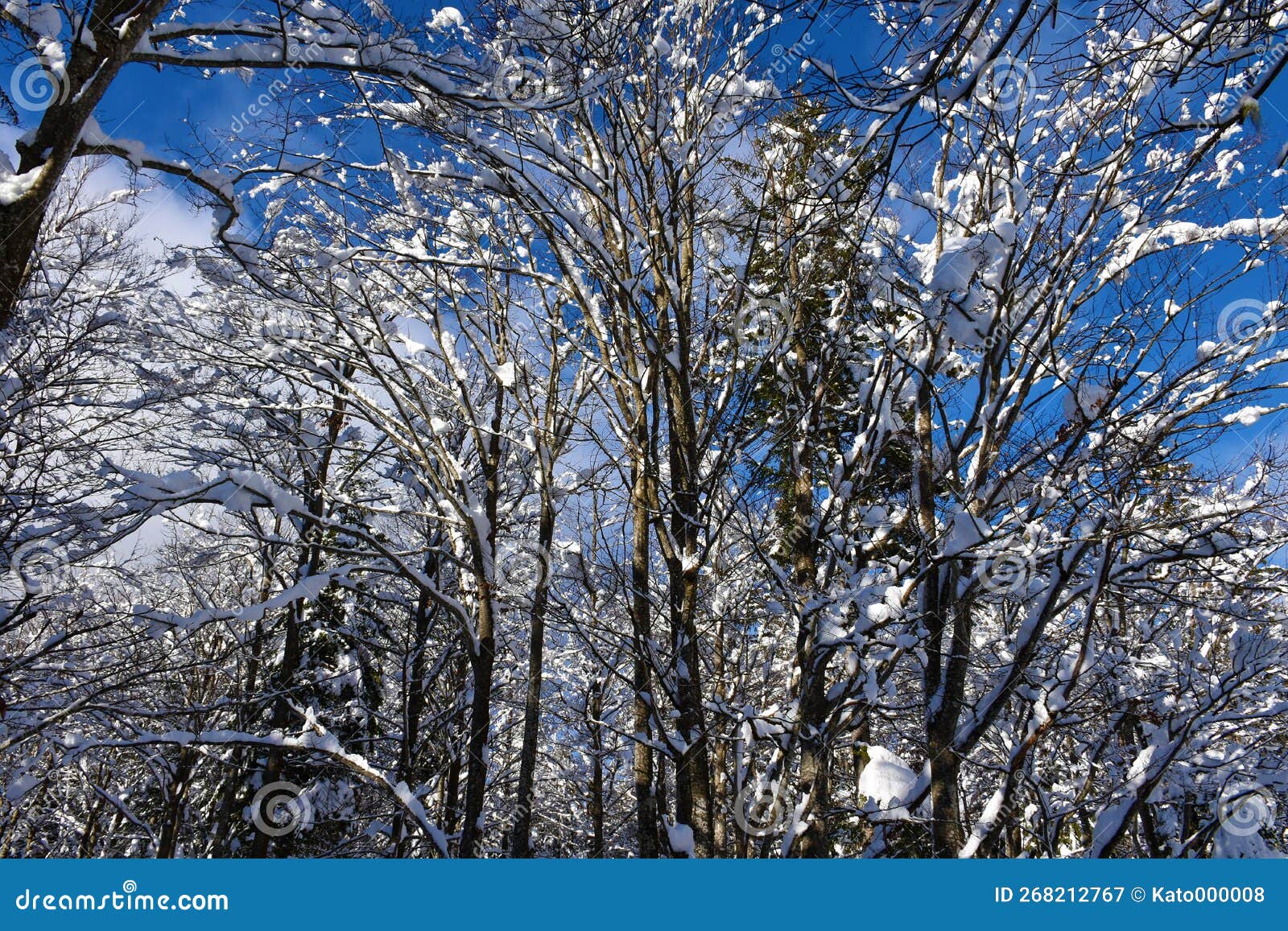 Temperate, Deciduous Broadleaf Common Beech Forest Stock Photography ...