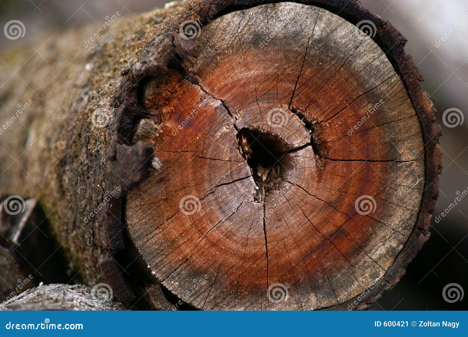 Beech timber stock image. Image of chop, nature, lumberjack - 600421