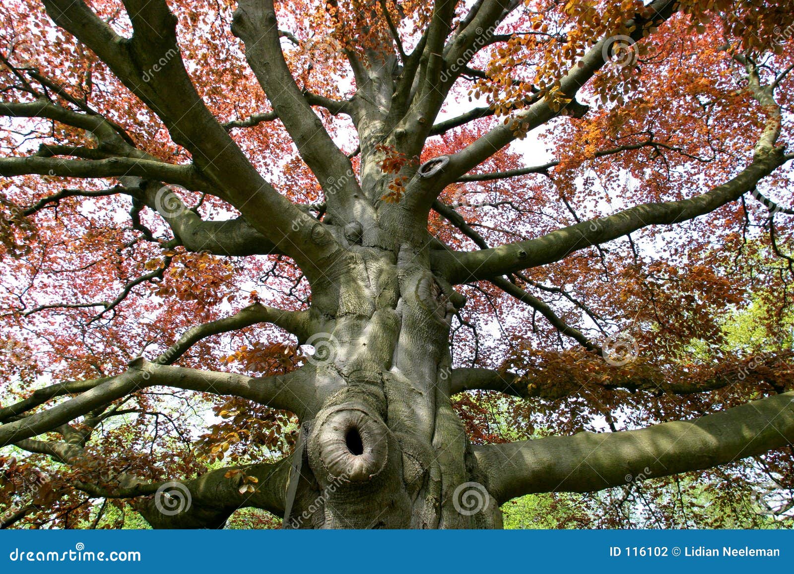 Beech tree stock photo. Image of europe, specimen, beech - 116102