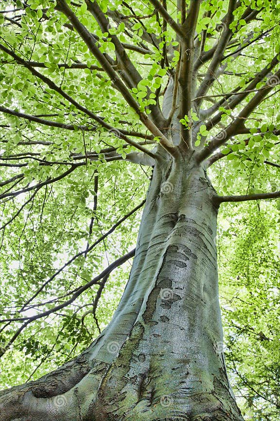 Beech tree stock image. Image of upward, nature, natural - 6358723