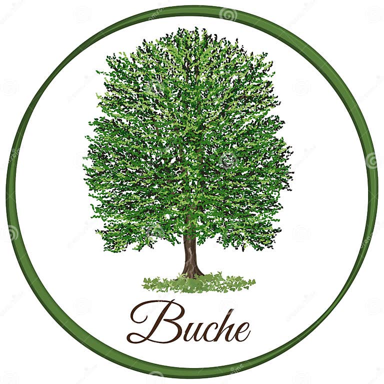 Beech Tree As Vector Drawn with Single Leaves Stock Vector ...