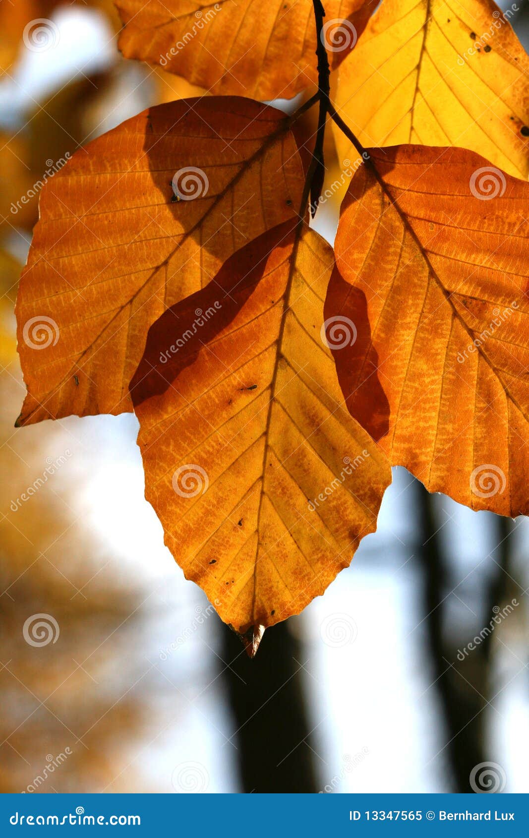Beech tree in autumn stock image. Image of beech, dolour - 13347565