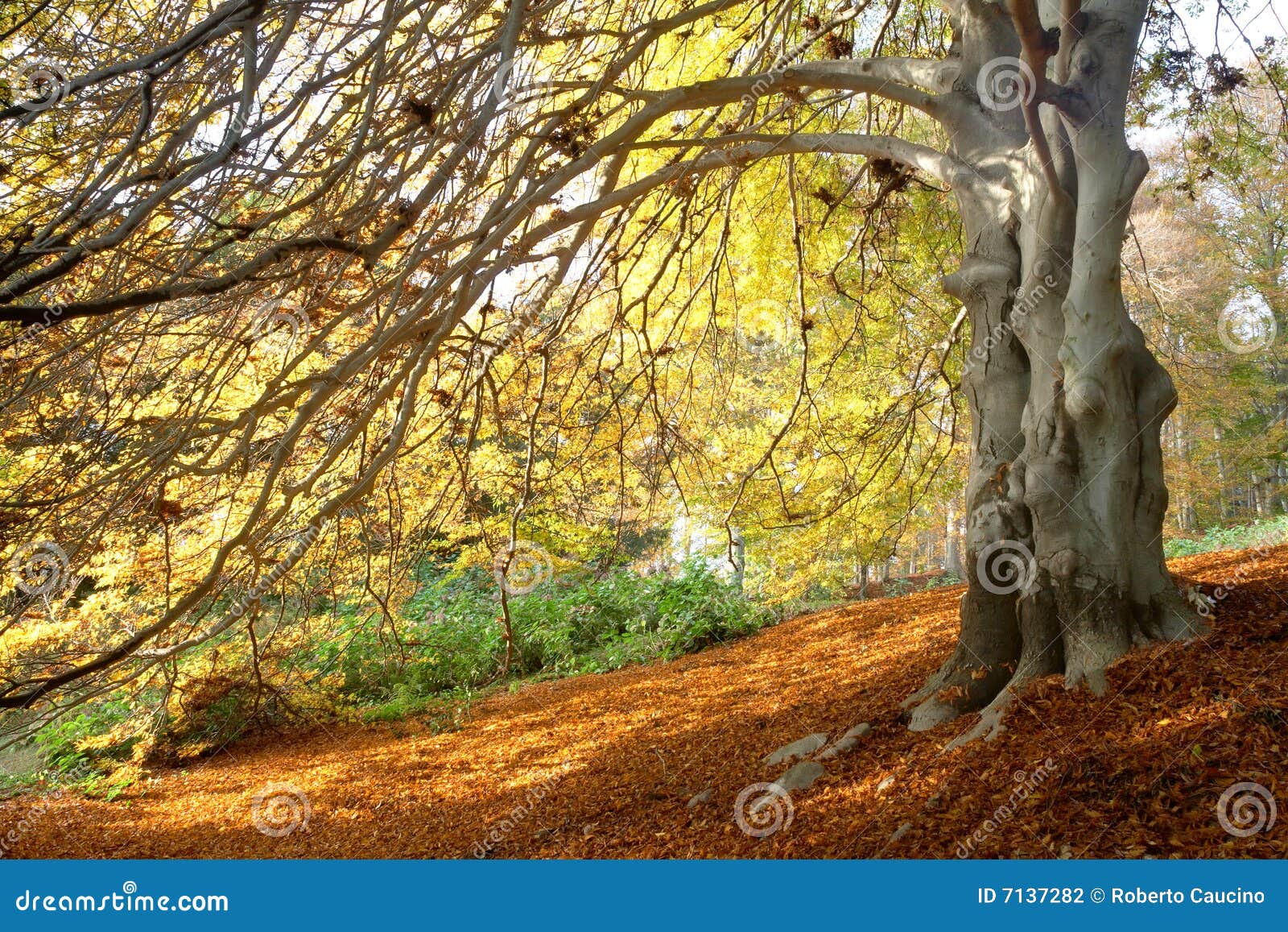 Beech tree in autumn stock photo. Image of natural, tree - 7137282