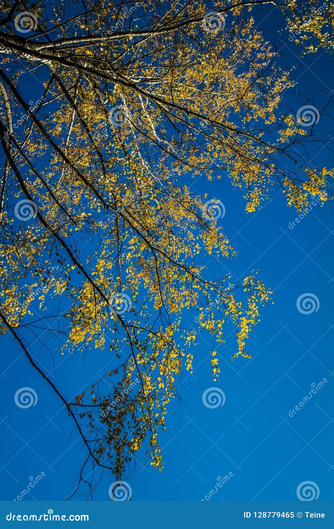 Beech tree in autumn stock image. Image of scenic, blue - 128779465