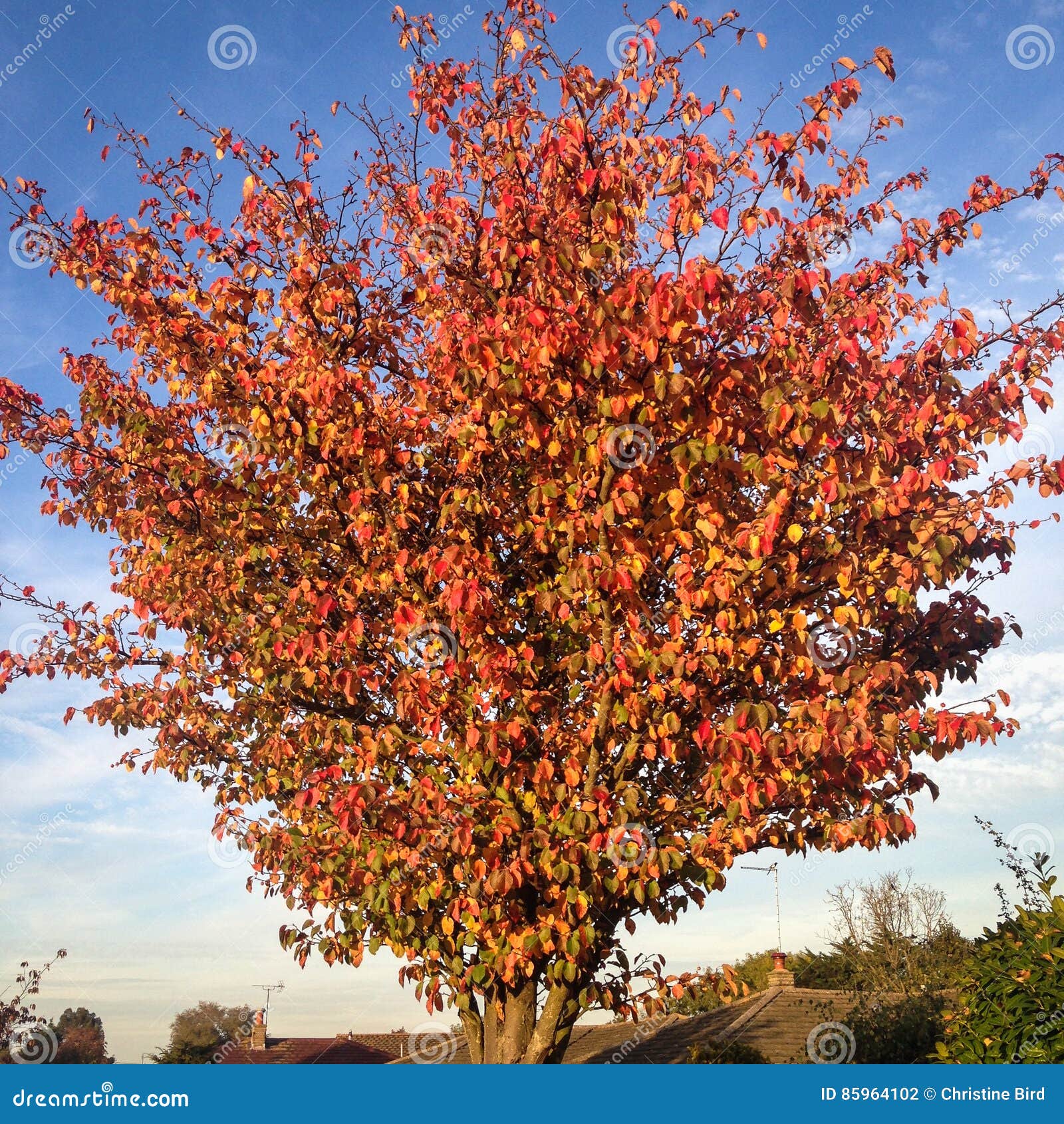 Beech tree in autumn stock photo. Image of autumn, blue - 85964102