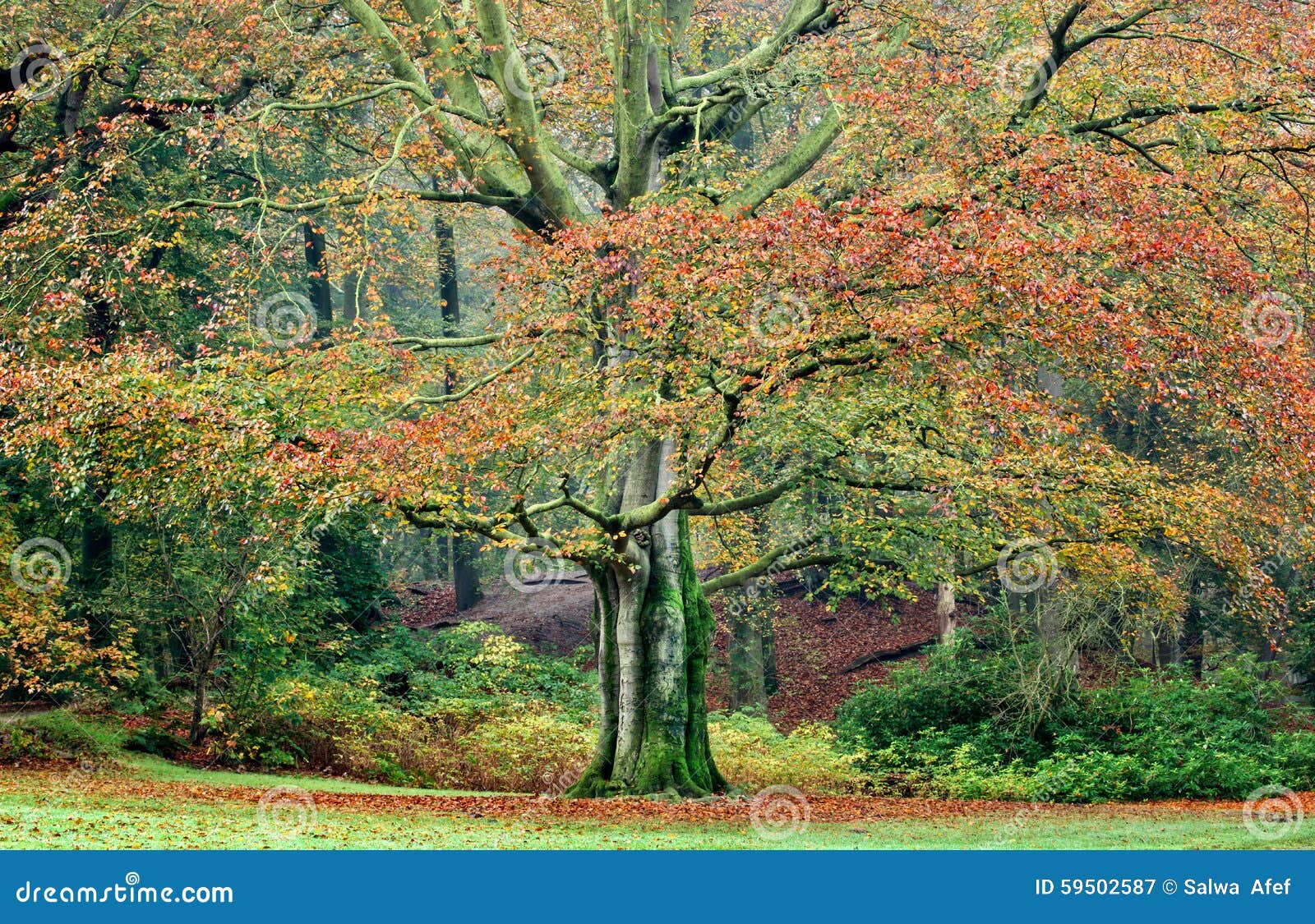 Beech Tree in Autumn stock image. Image of nature, orange - 59502587