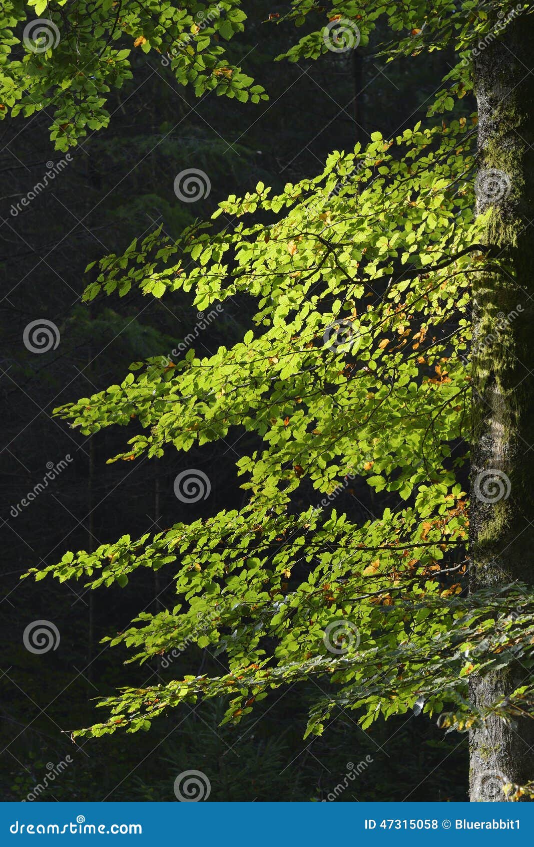 Beech Tree stock photo. Image of europe, fall, color - 47315058