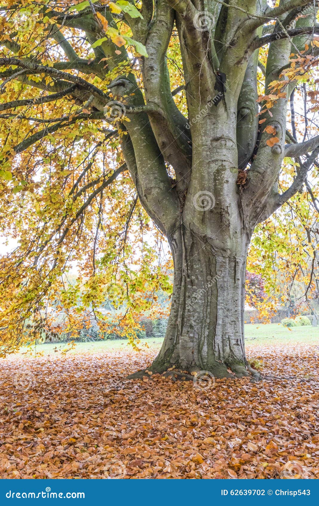 Beech Tree in Autumn stock photo. Image of beech, outside - 62639702