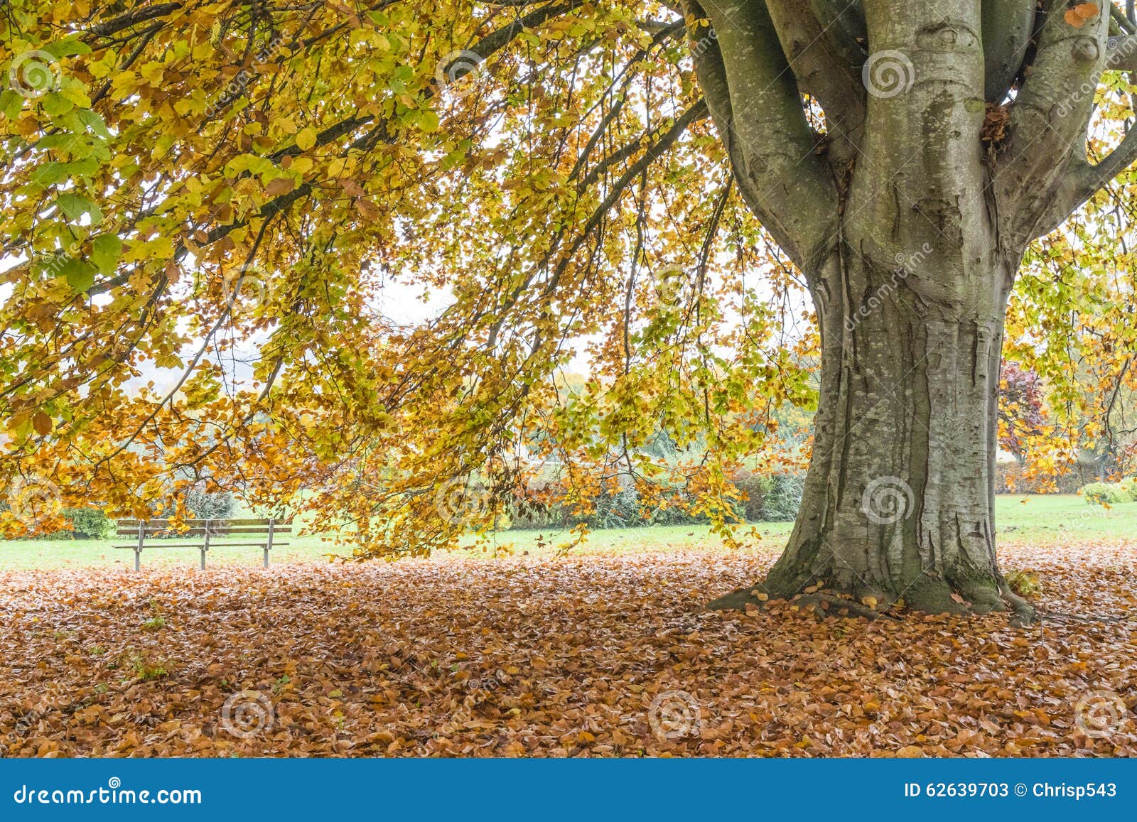 Beech Tree in Autumn stock image. Image of countryside - 62639703