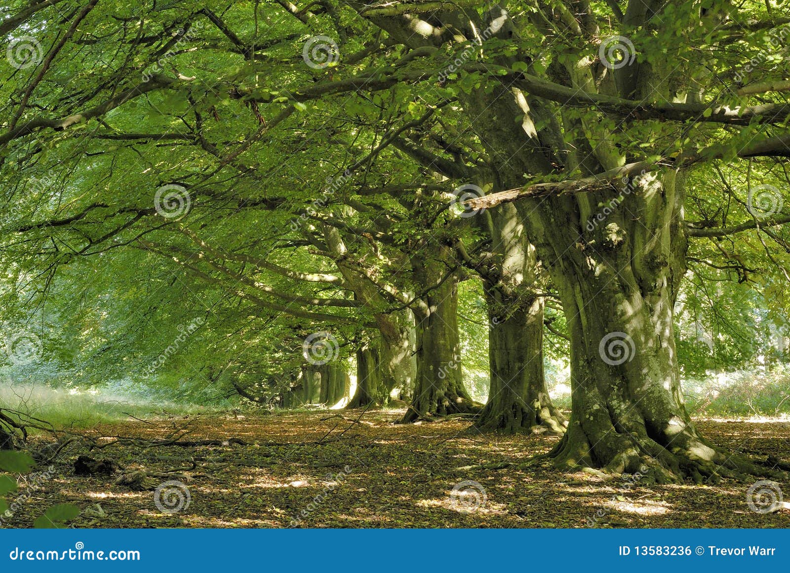 Beech tree avenue stock photo. Image of rushmore, wood - 13583236