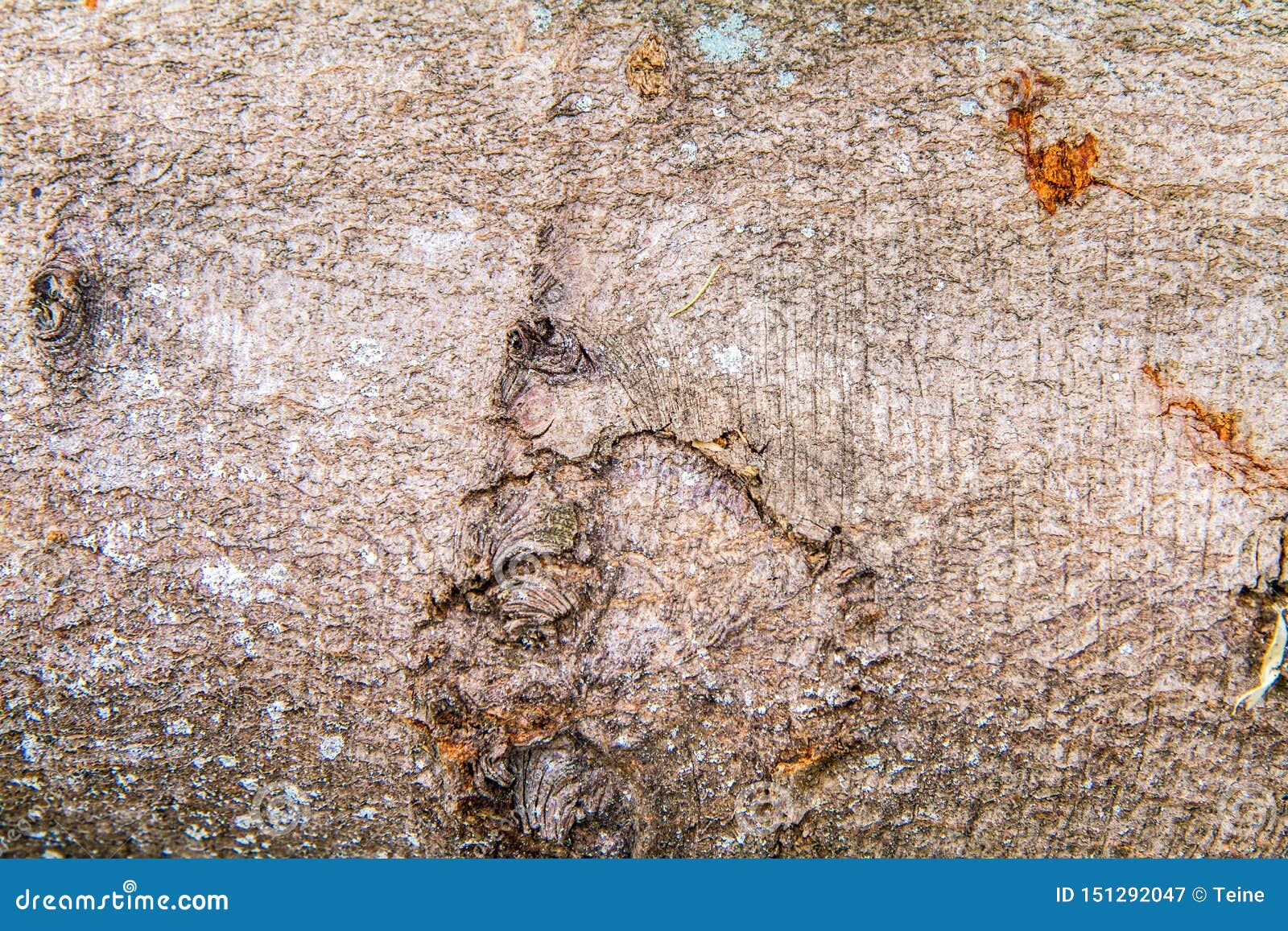 Beech tree bark stock image. Image of natural, design - 151292047