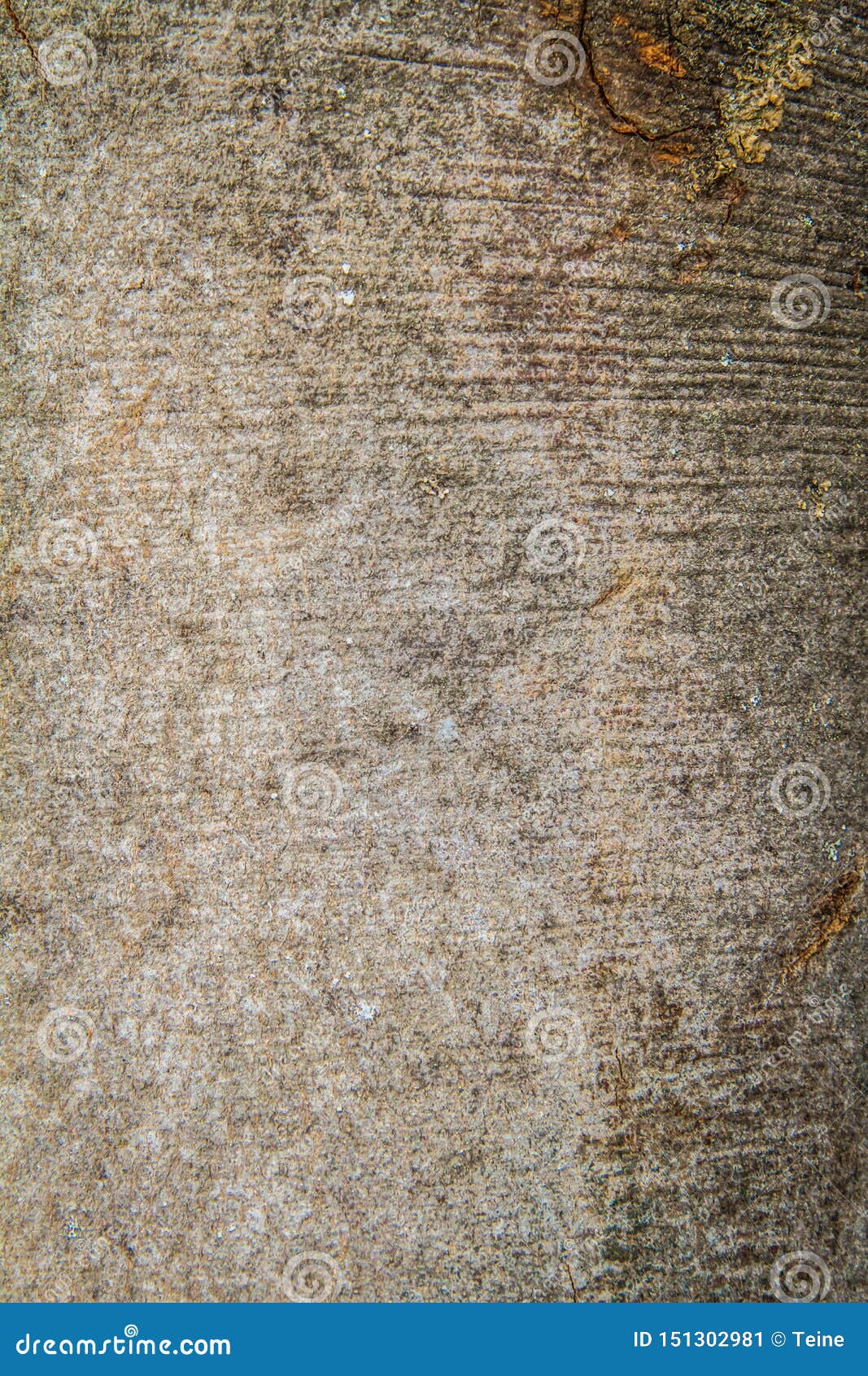 Beech tree bark stock image. Image of forest, natural - 151302981
