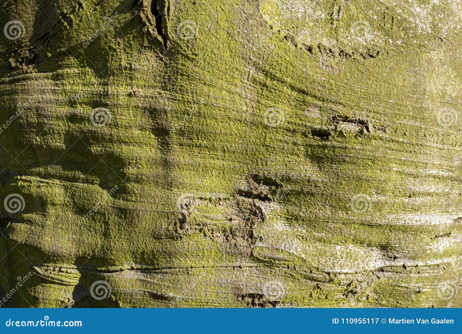 Beech Tree Bark in Close-up. Stock Image - Image of background ...
