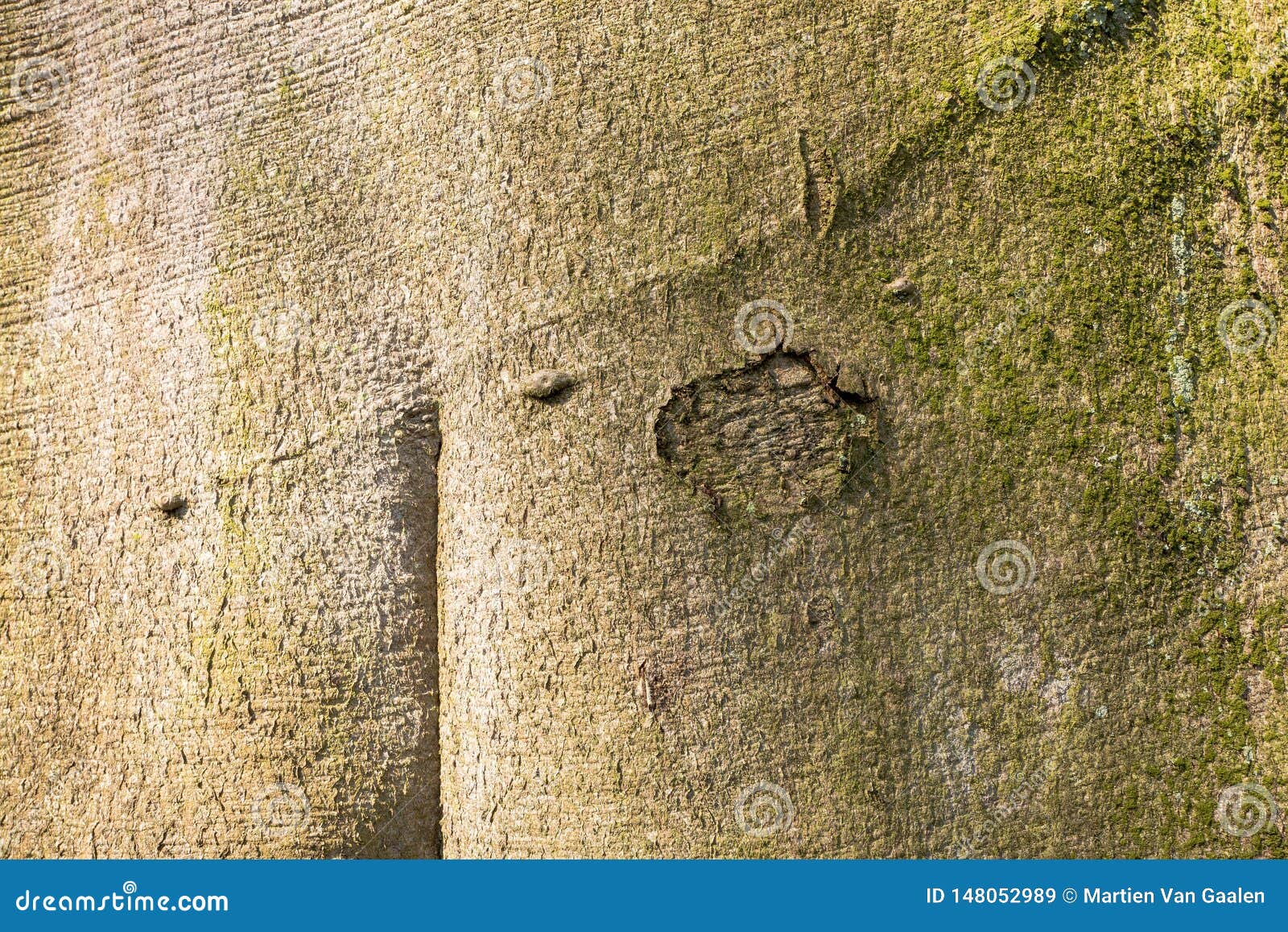 Beech Tree Bark in Closeup. Stock Image - Image of circle, pattern ...