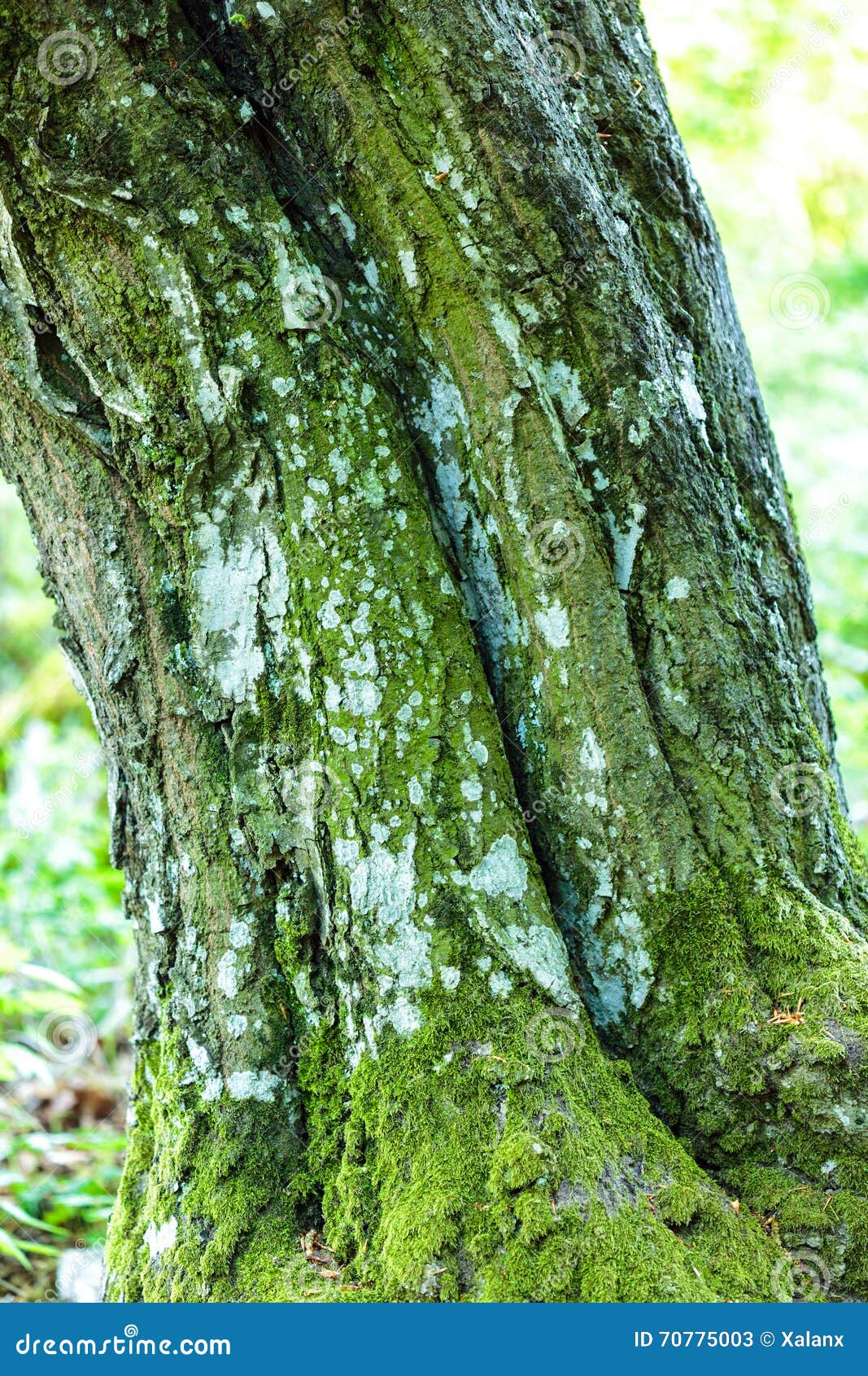 Beech tree bark stock image. Image of solid, bark, beech - 70775003