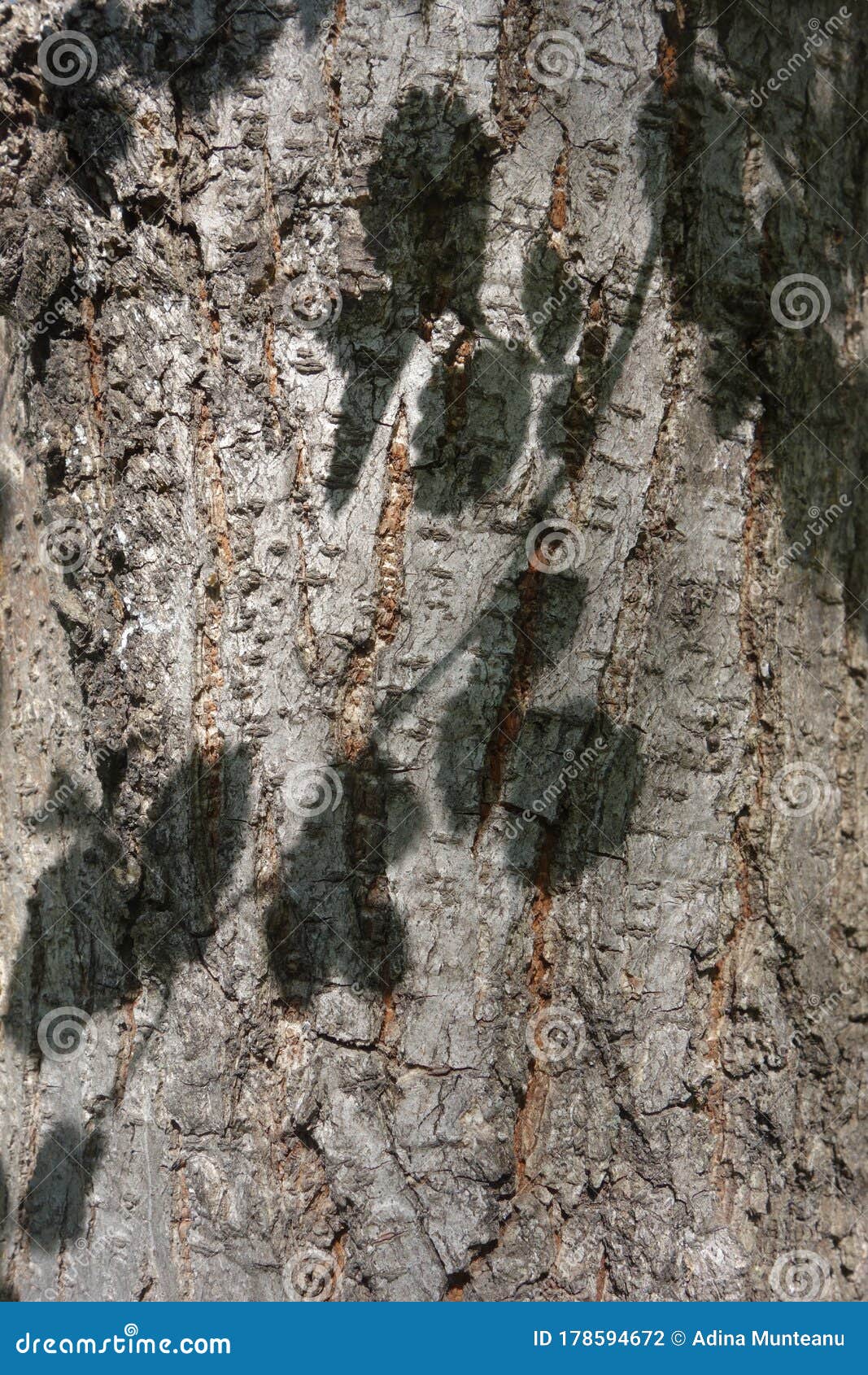 Beech tree bark stock photo. Image of closeup, brown - 178594672