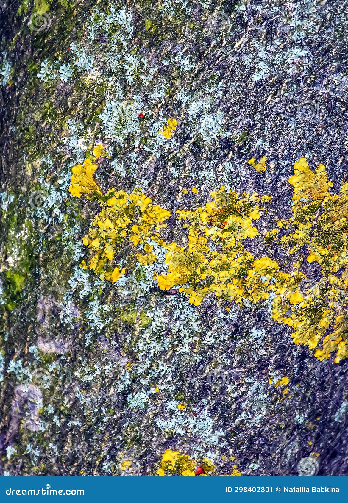 Beech Tree, Bark. Decorative Form. Fagus Sylvatica L Stock Image ...