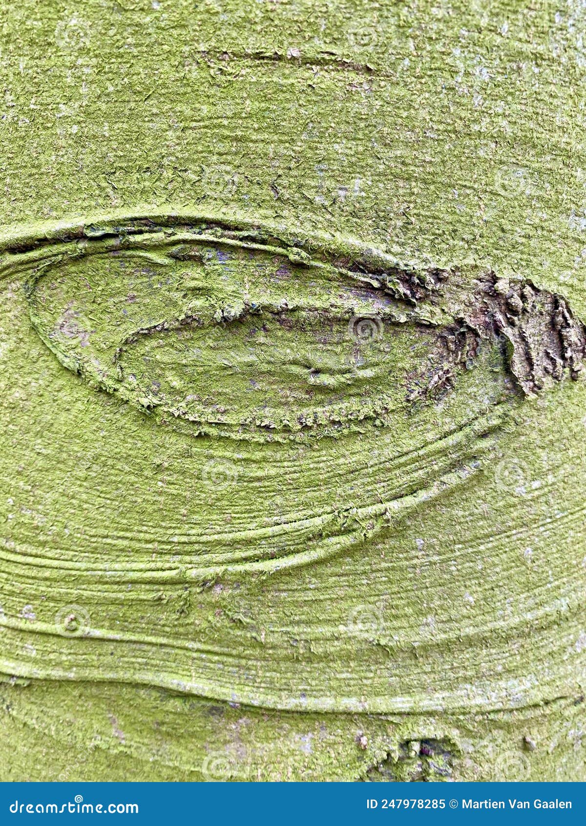 Beech Tree Bark with Eyes in Closeup. Stock Image - Image of natural ...