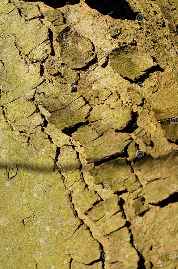 Beech Tree Bark stock image. Image of deep, surface, plant - 38880641