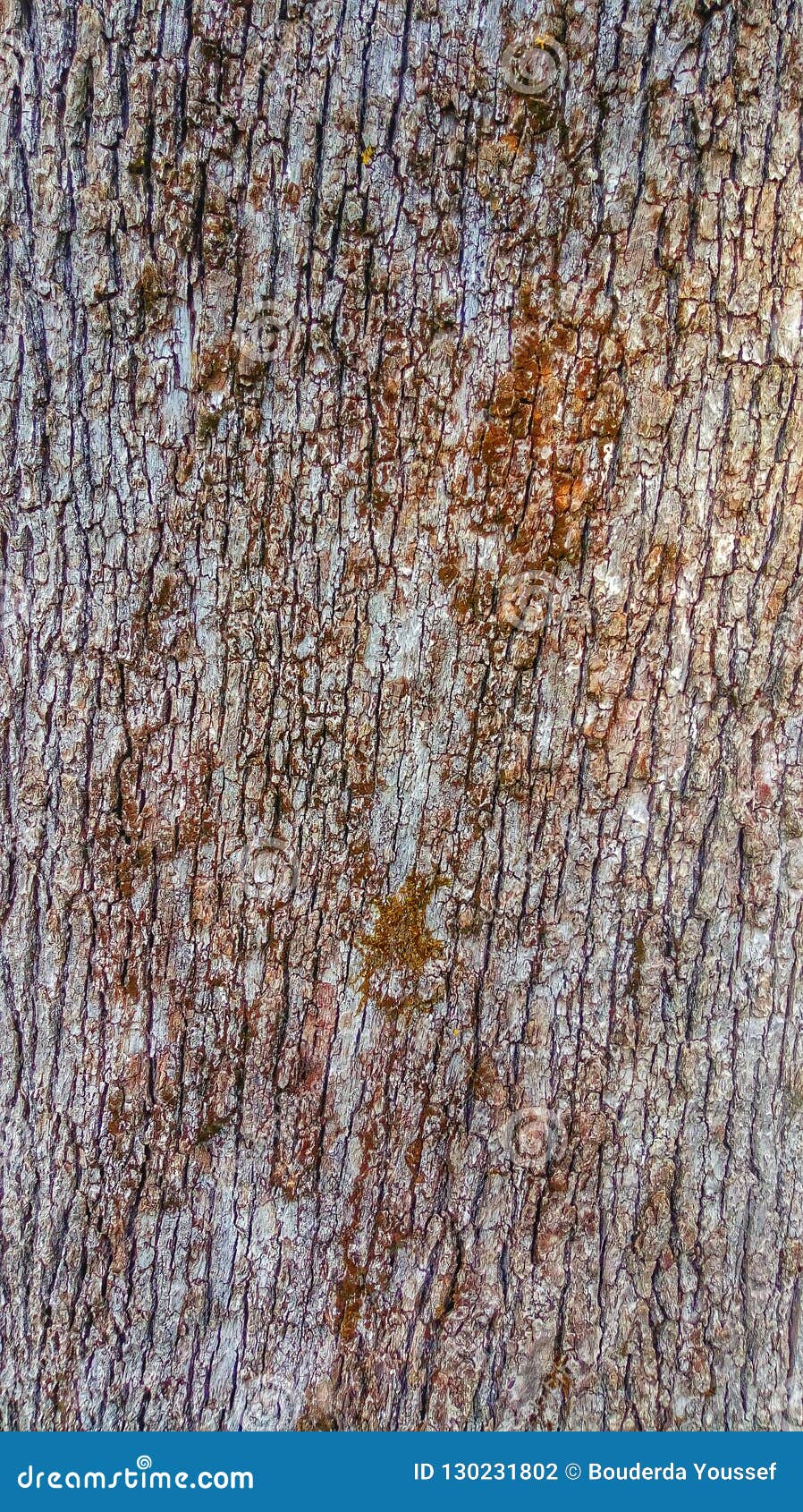 Beech tree bark stock photo. Image of africa, wood, tree - 130231802