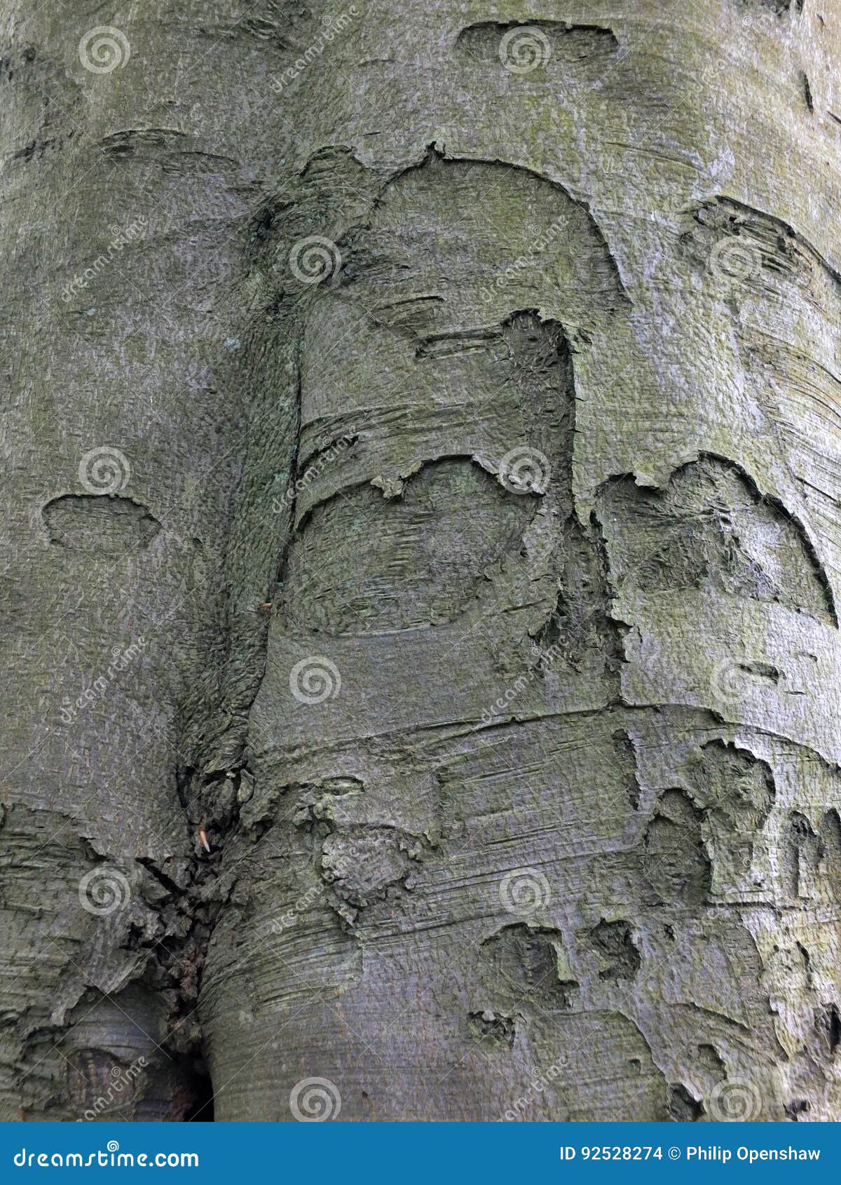 Beech tree bark stock photo. Image of cortex, design - 92528274