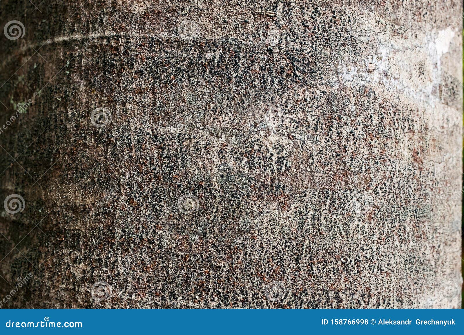 Beech Tree Bark Texture. Close-up As a Background in Full Screen Stock ...