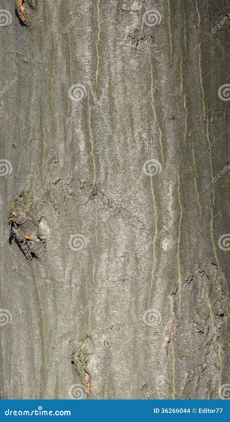 Beech tree bark texture stock photo. Image of brown, surfaces - 36266044