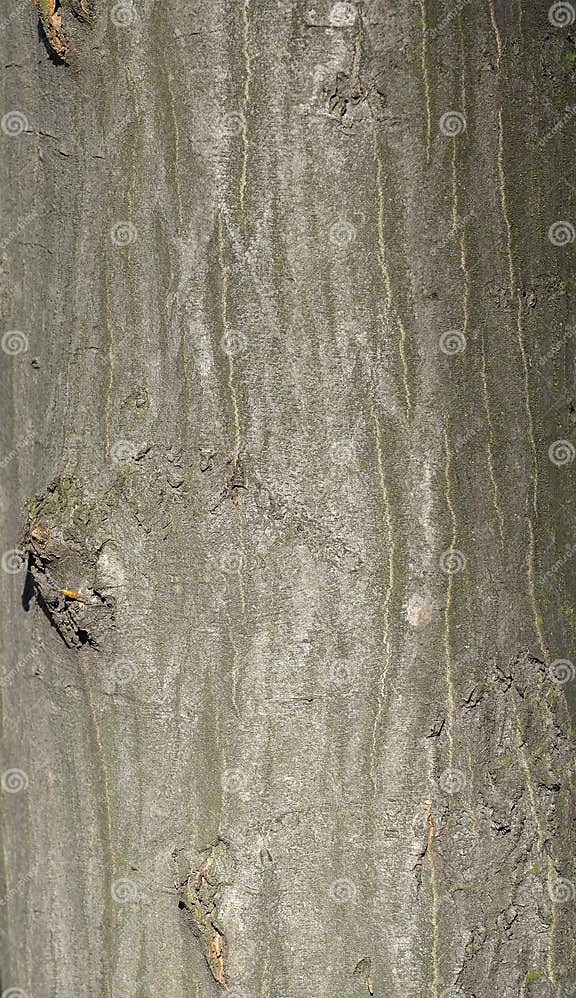 Beech tree bark texture stock photo. Image of brown, surfaces - 36266044