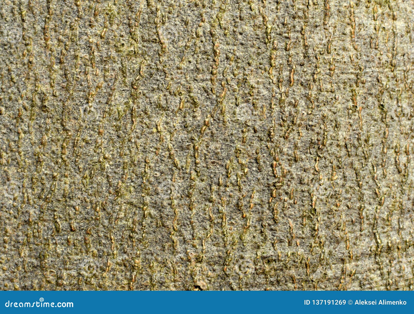 Beech Tree Bark with Textured Pattern. Stock Image - Image of swamp ...