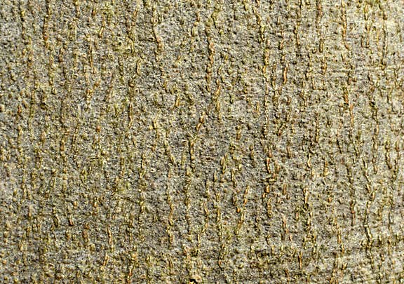 Beech Tree Bark with Textured Pattern. Stock Image - Image of swamp ...