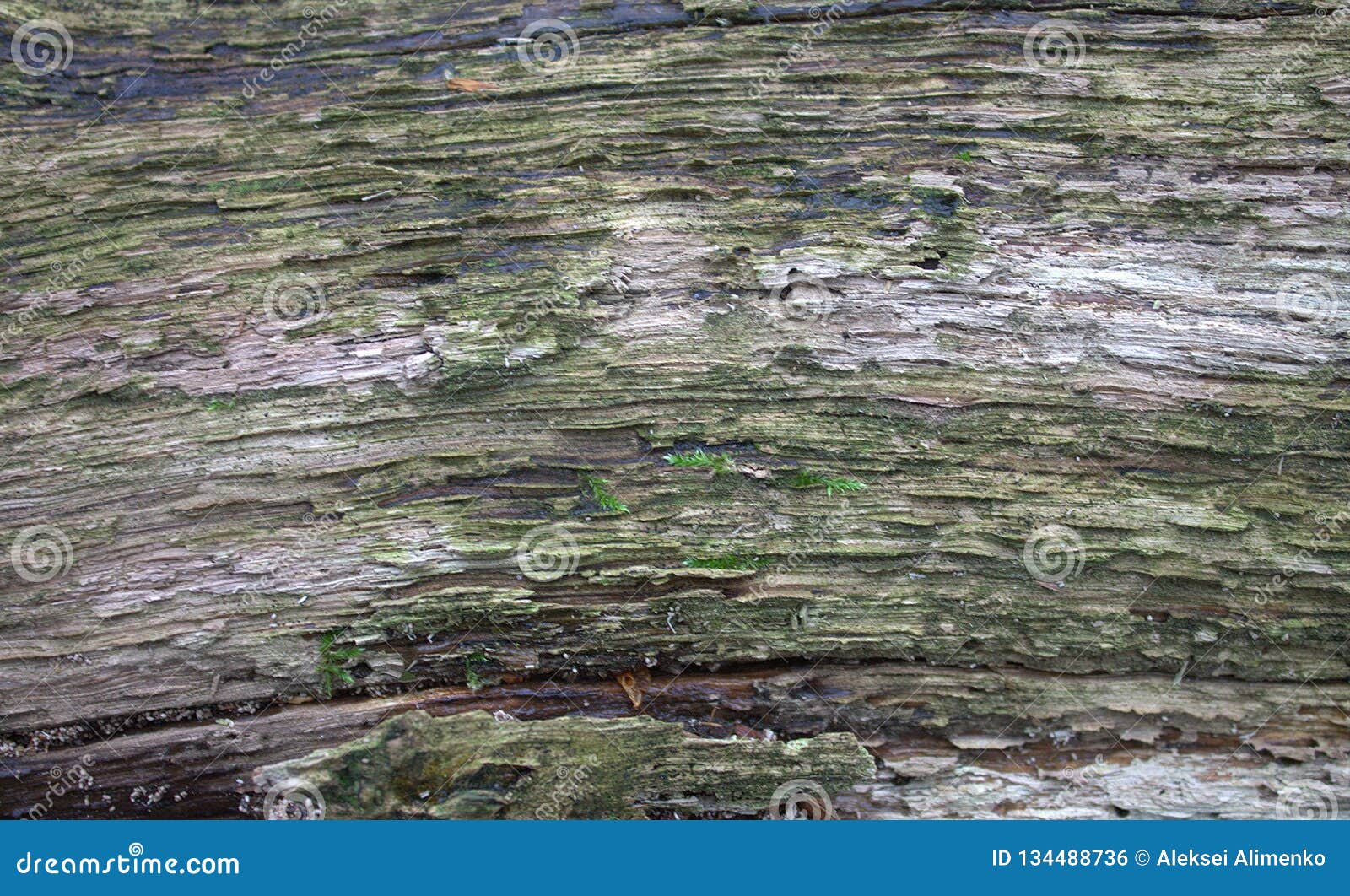 Beech Tree Bark with Textured Pattern. Stock Photo - Image of textured ...