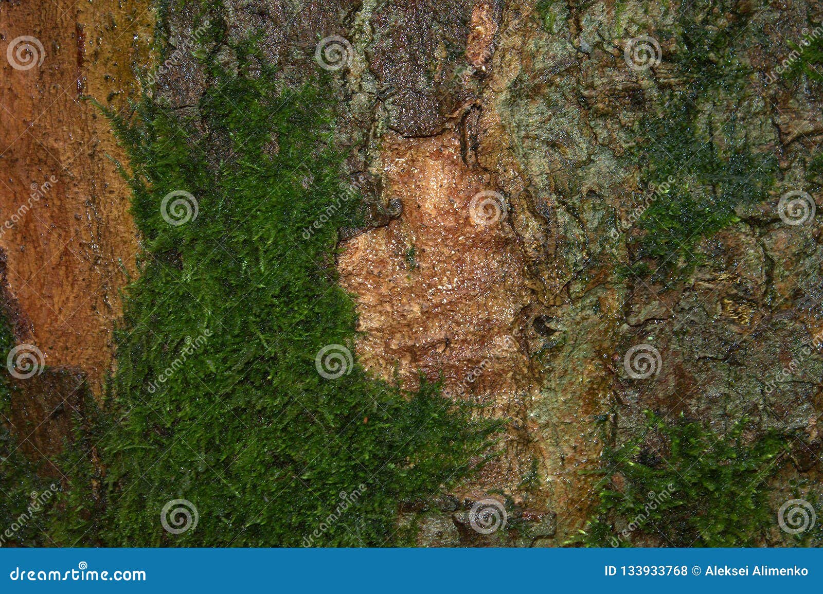 Beech Tree Bark with Textured Pattern. Stock Photo - Image of tree ...